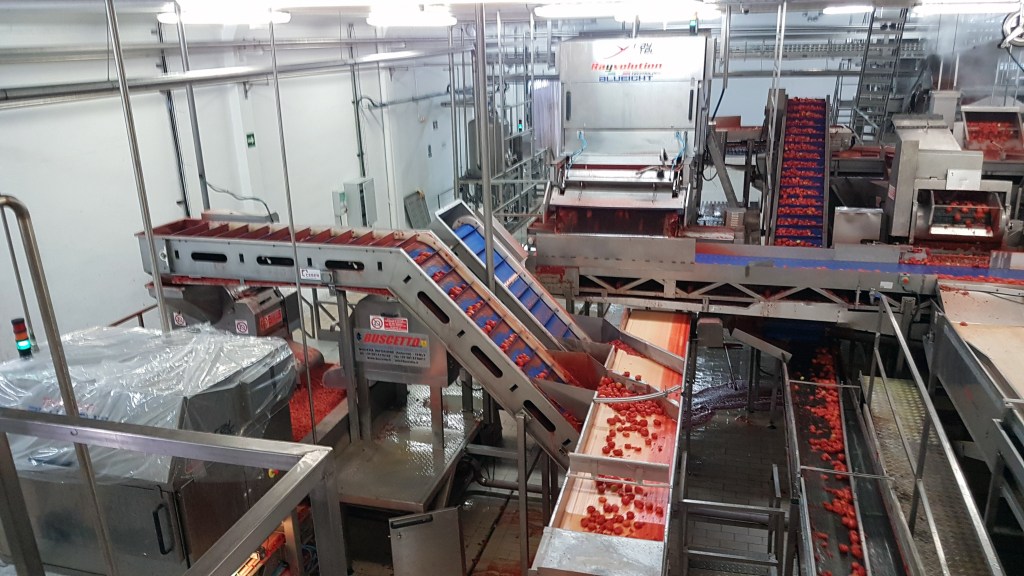 Tomato sorting solutions: discover the optical sorter Rayvolution